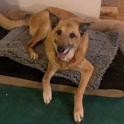 Vet Near Me Santa Cruz, CA | Peaceful Paws Veterinary Services