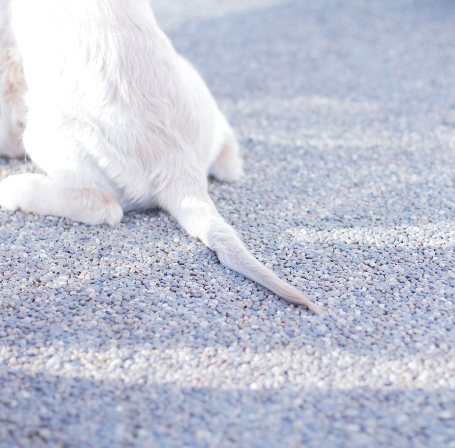 Individual Pet Cremation in Santa Cruz, CA | Peaceful Paws