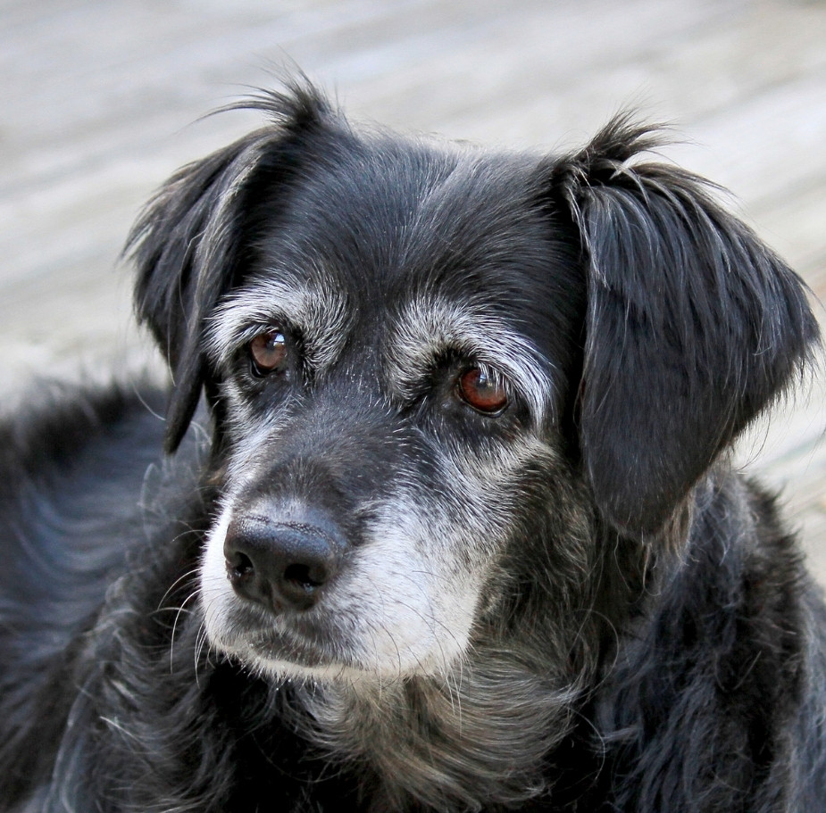 Virtual QOL Assessment in Santa Cruz, CA Peaceful Paws