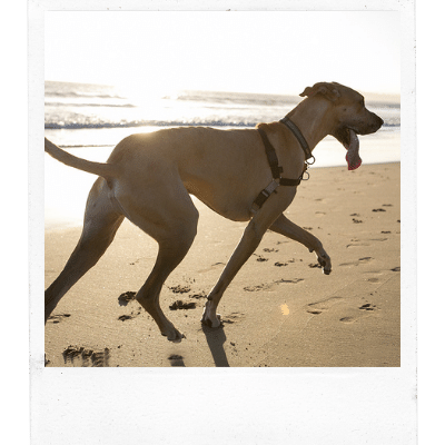 About Peaceful Paws Veterinary Services | Vet in Santa Cruz, CA