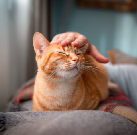 Mobile Emergency Vet in Santa Cruz, CA | Peaceful Paws