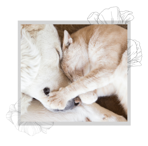 Communal Pet Cremation in Santa Cruz, CA | Peaceful Paws